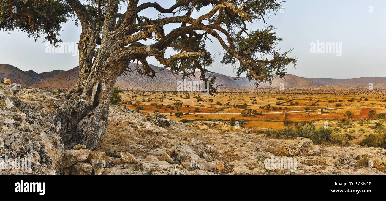 Morocco, Souss region, Tadrart, panoramic view of a trunk of the argan ...