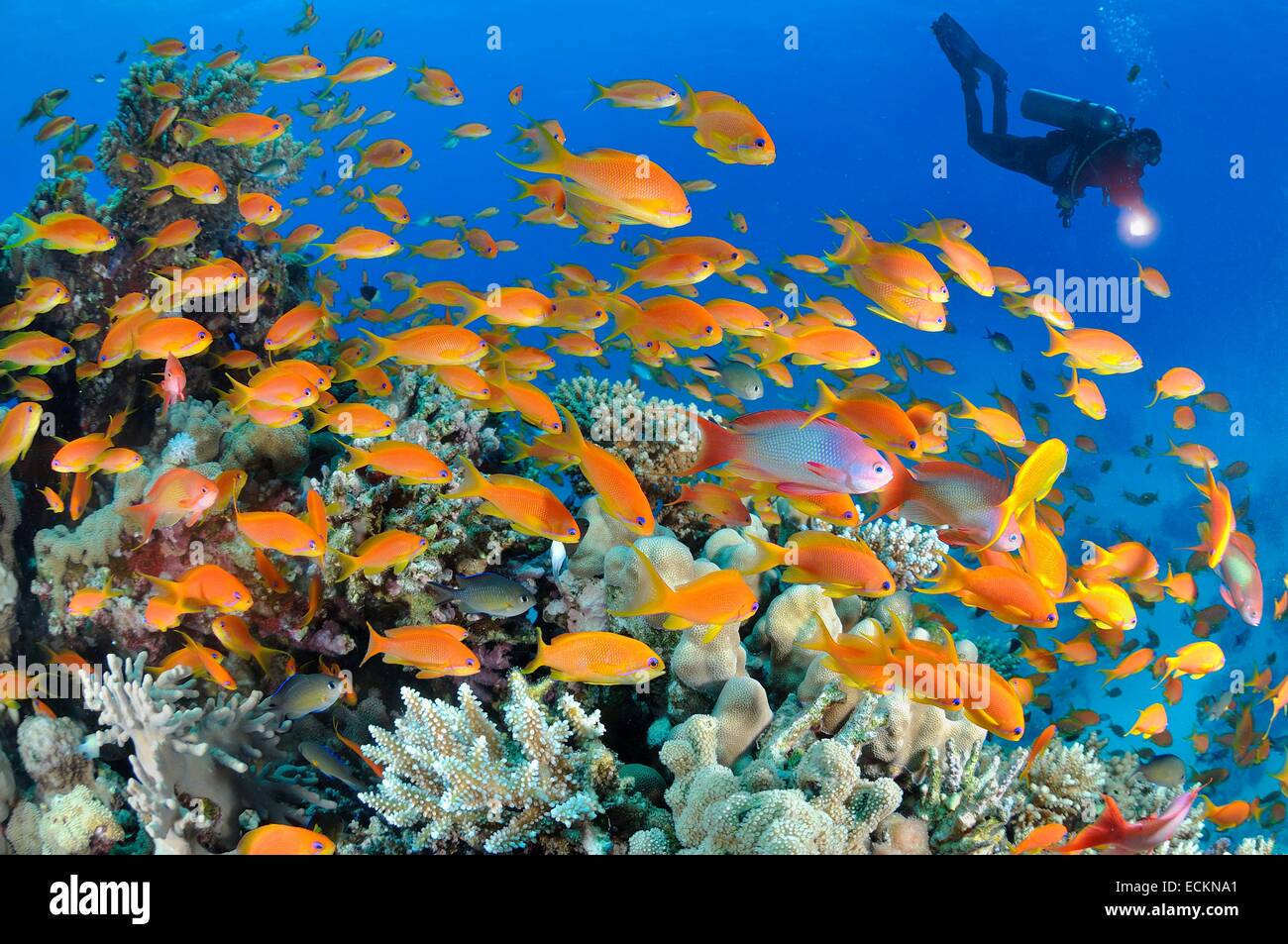 Anthias school hi-res stock photography and images - Alamy
