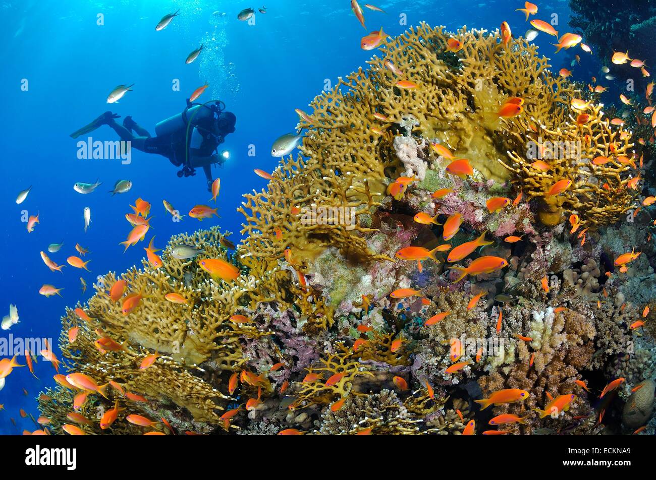 Egypt, Red Sea, coral reef Stock Photo - Alamy