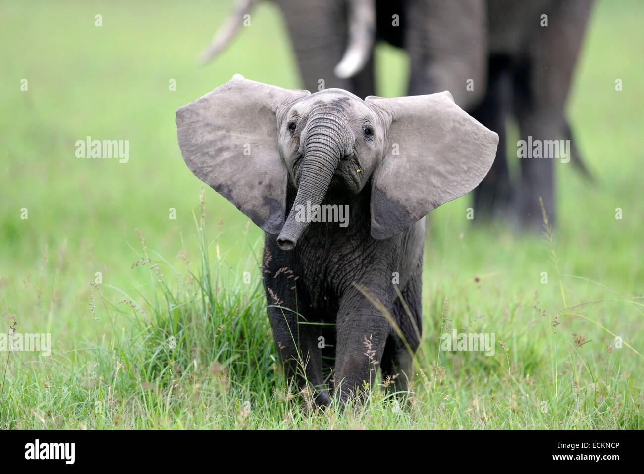 Bullying animals hi-res stock photography and images - Alamy