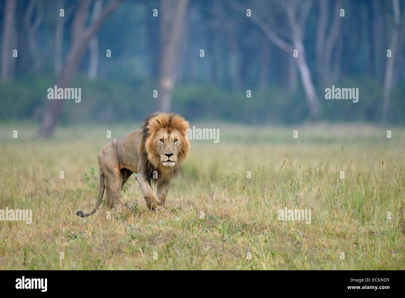 Kenya, Masai Mara Reserve, African lion (Panthera leo leo) male Stock ...