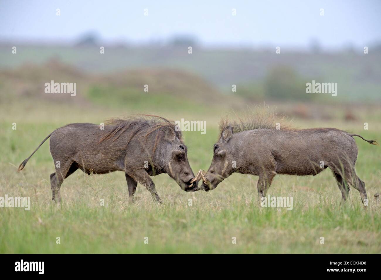Kenya, Masai Mara Reserve, Common Warthog (Phacochoerus africanus ...