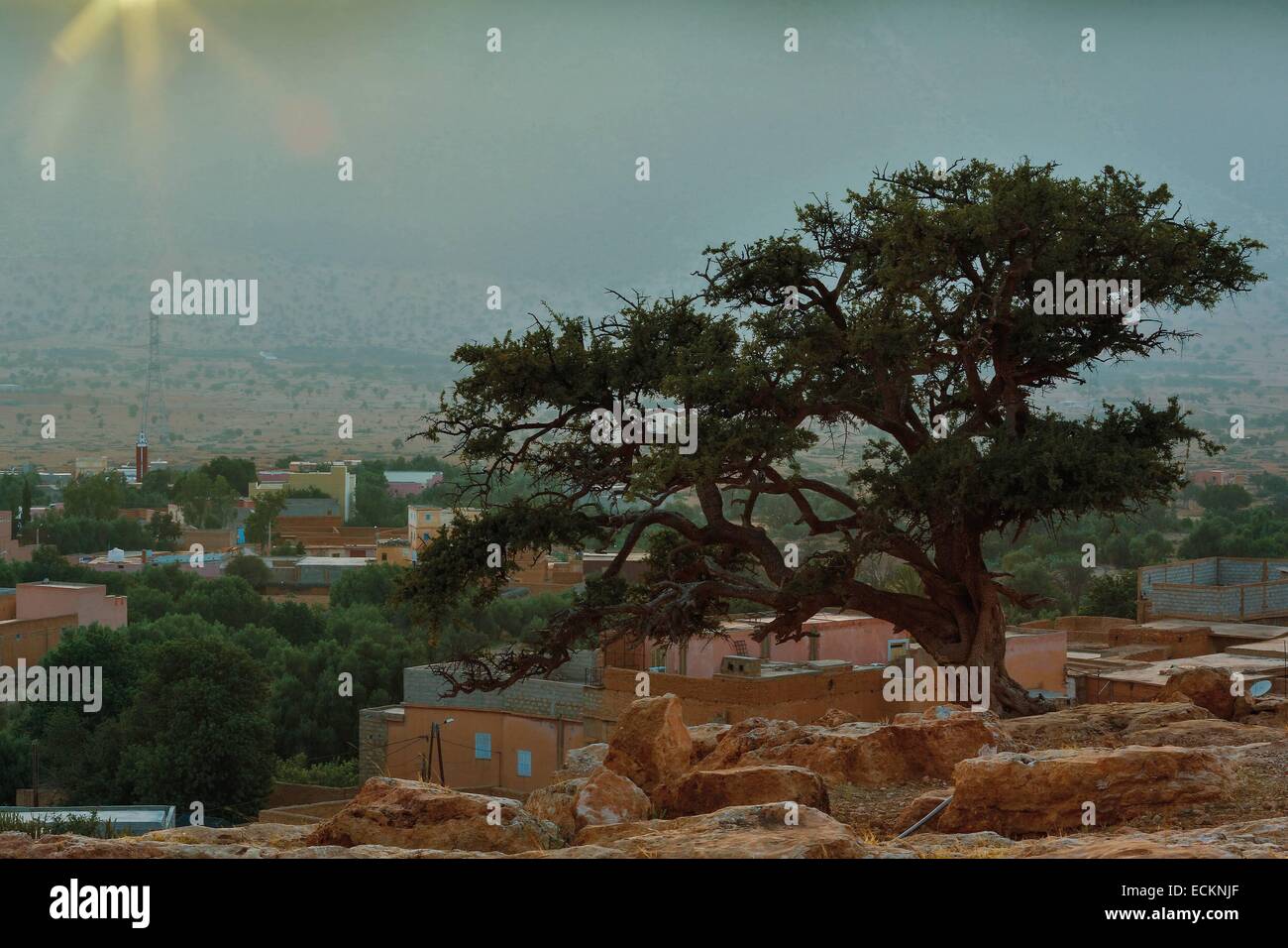 Morocco, Souss region, Ighrem, silhouette of an argan tree overlooking ...