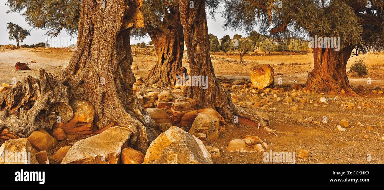 Morocco, Souss region, Tadrart, development of Argan oil, natural ...