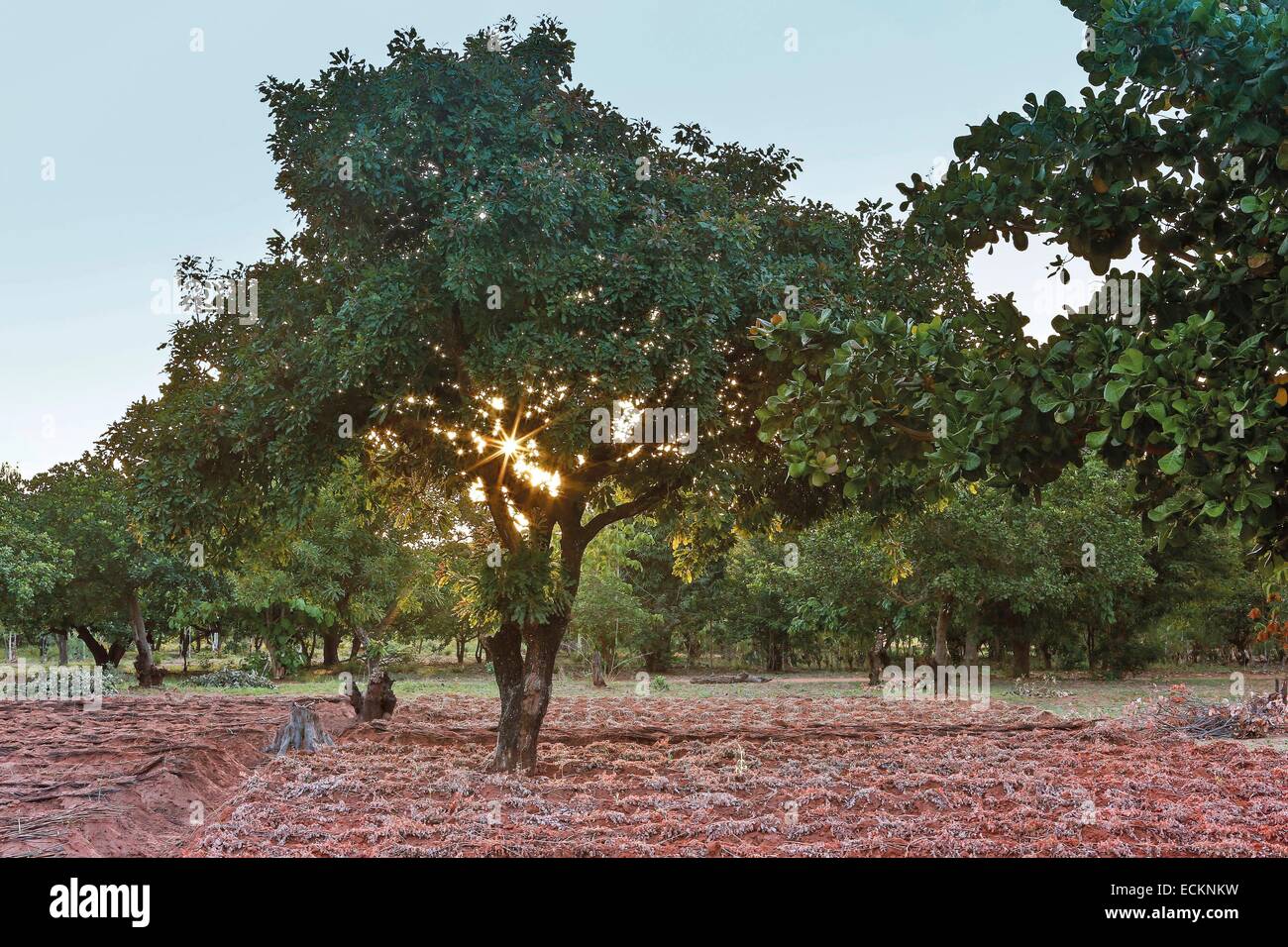 Burkina Faso, Bobo Dioulasso, Toussiana, shea tree in a field Stock ...