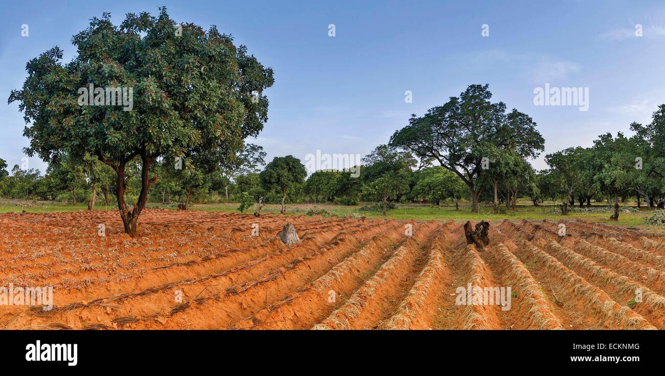 Bobo fruit hi-res stock photography and images - Alamy