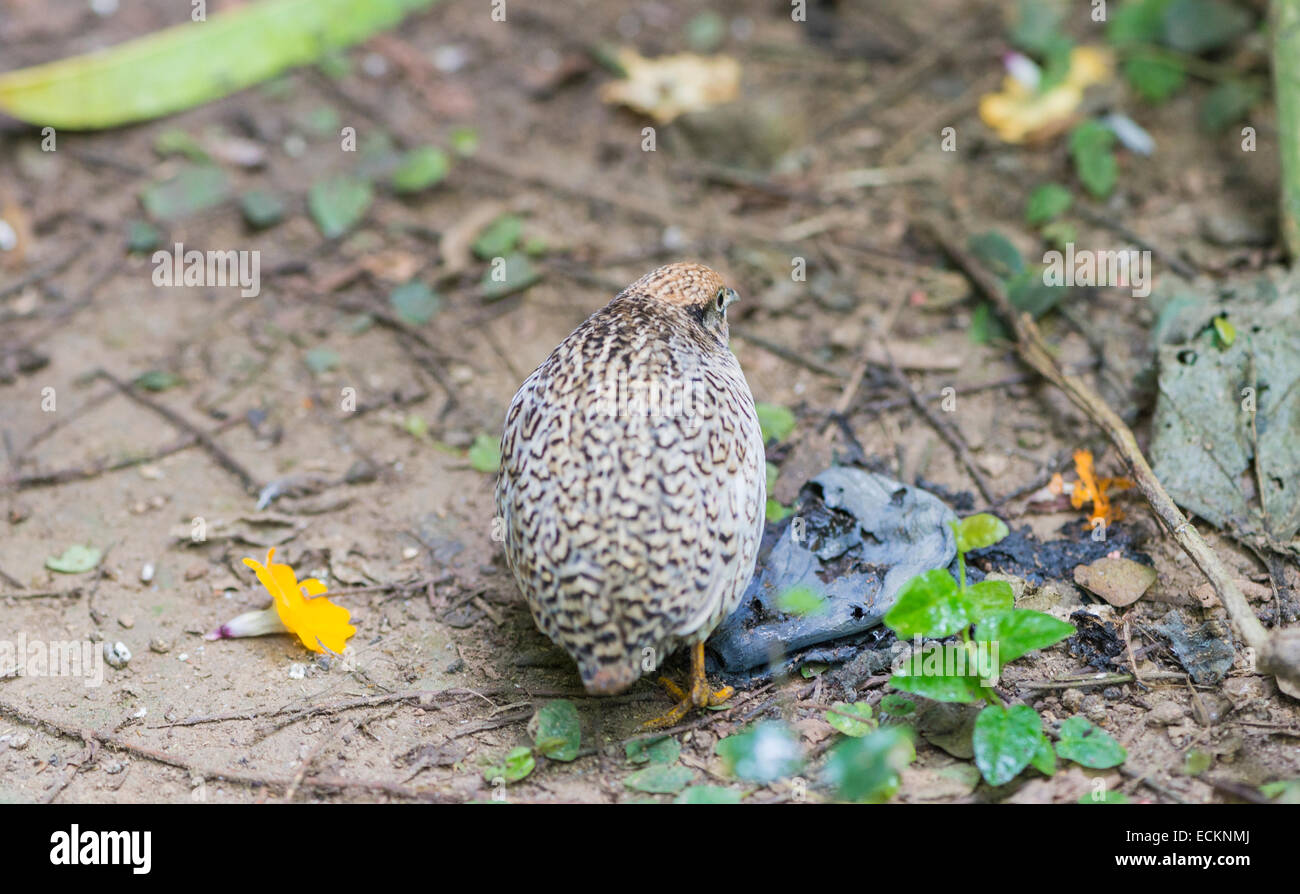 Chinese quail, chinensis excalfactoria looking for food Stock Photo - Alamy