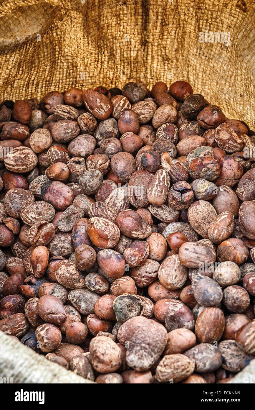 Shea nuts hi-res stock photography and images - Alamy