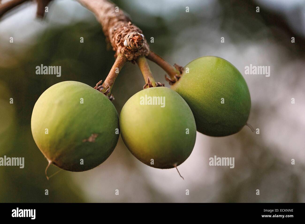 Burkina Faso, Bobo Dioulasso, Toussiana, fruits of the shea tree Stock ...