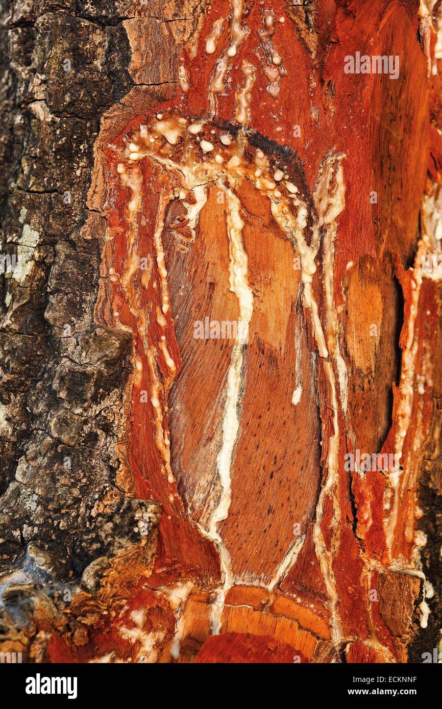 Shea tree hi-res stock photography and images - Alamy