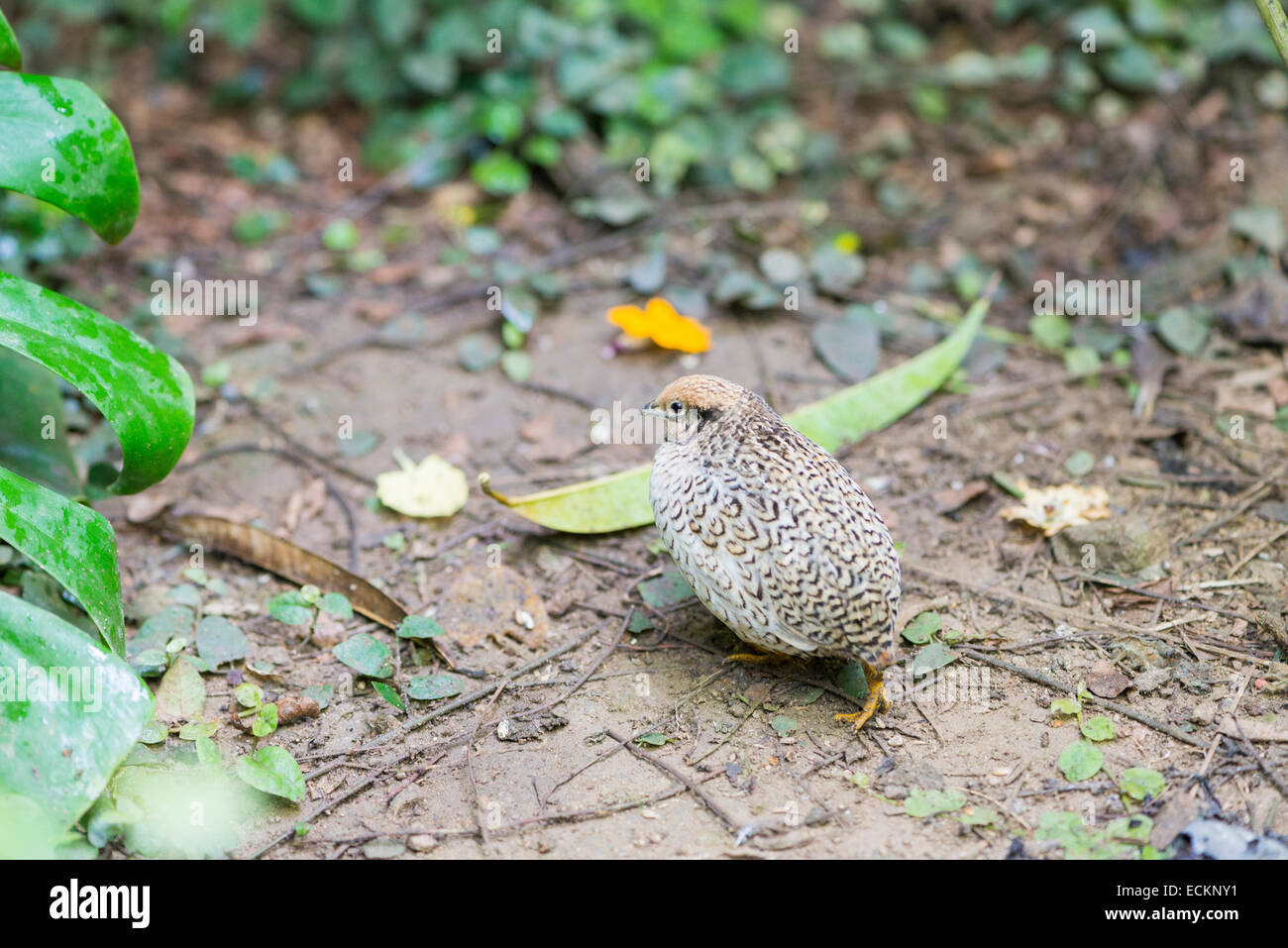 Chinese quail, chinensis excalfactoria looking for food Stock Photo - Alamy