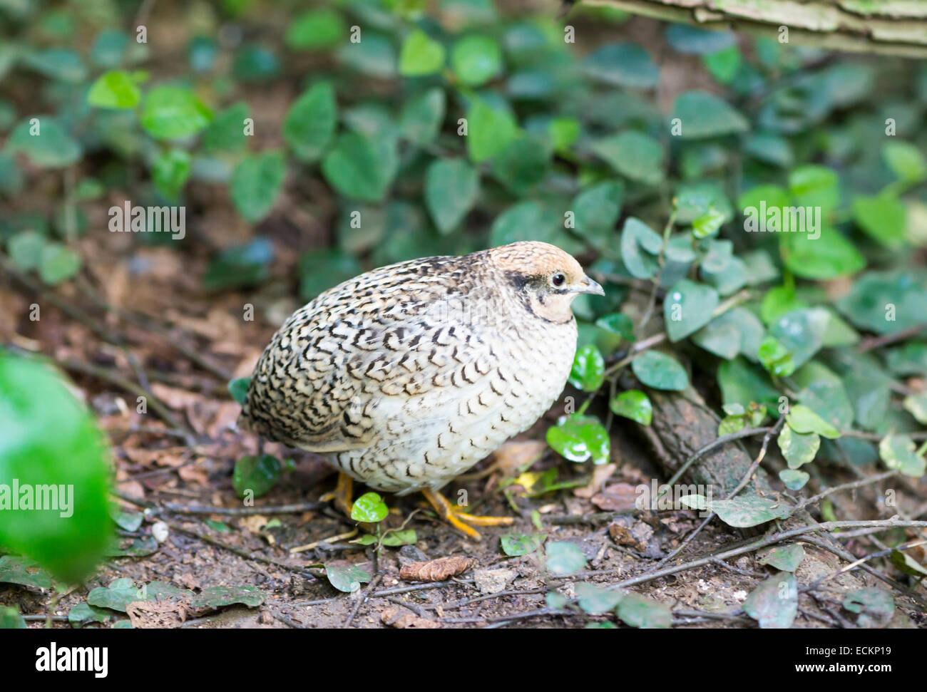 Excalfactoria chinensis hi-res stock photography and images - Alamy