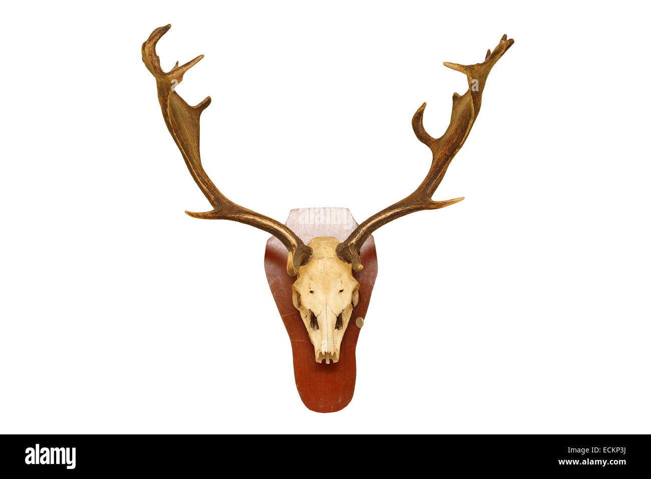 old fallow deer stag ( Dama ) hunting trophy isolated on white ...