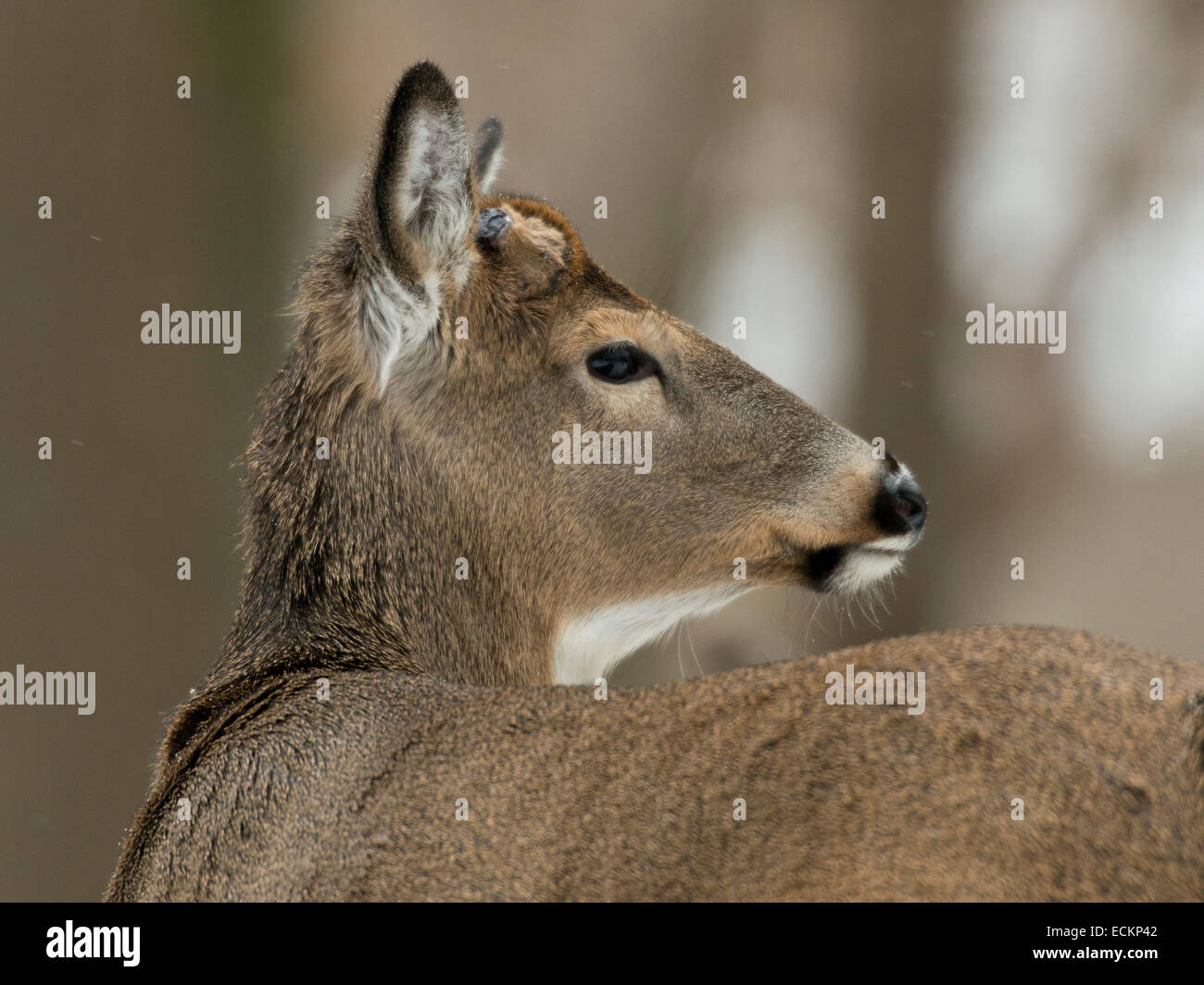 A whitetail Doe with velvet antlers Stock Photo - Alamy