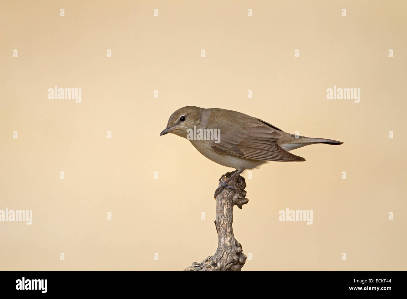 Garden Warbler - Sylvia borin Stock Photo - Alamy