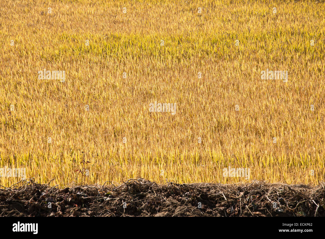 Golden rice hi-res stock photography and images - Alamy