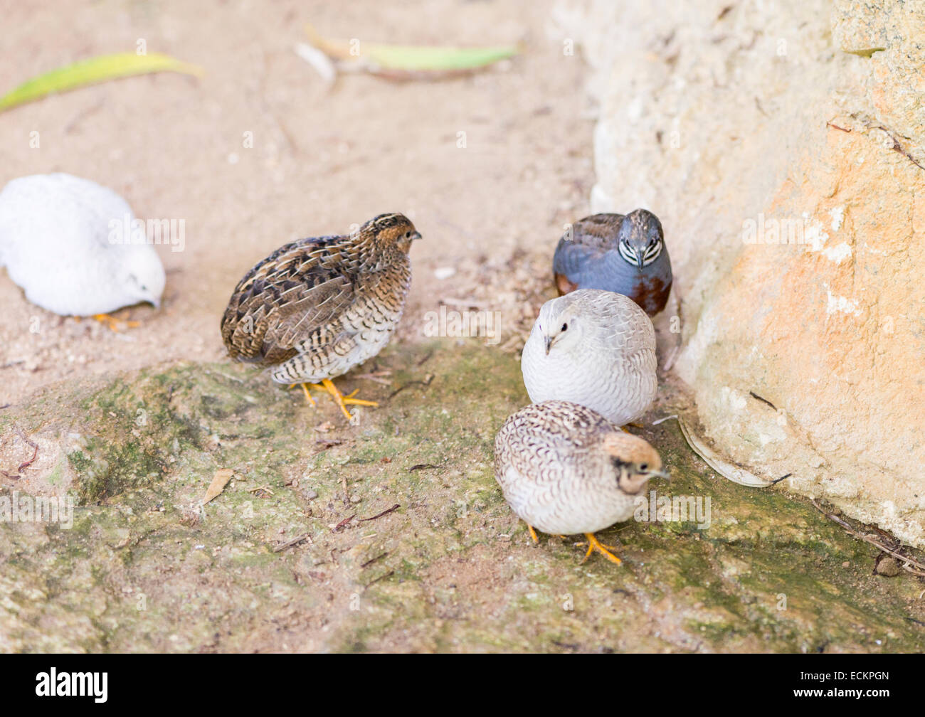 Chinese quail, chinensis excalfactoria looking for food Stock Photo - Alamy