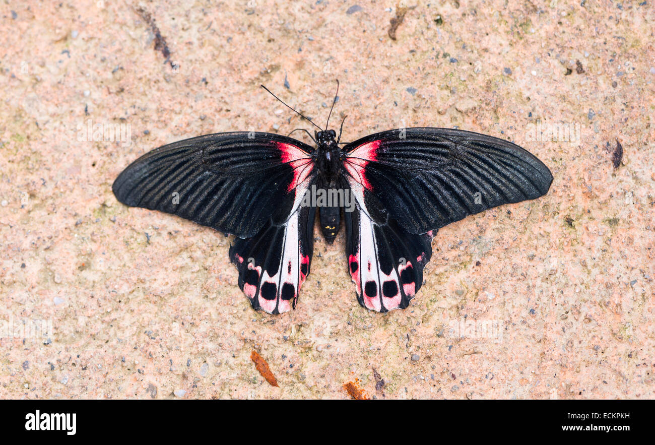 Scarlet Mormon, Papilio rumanzovia, perched on the wall Stock Photo - Alamy