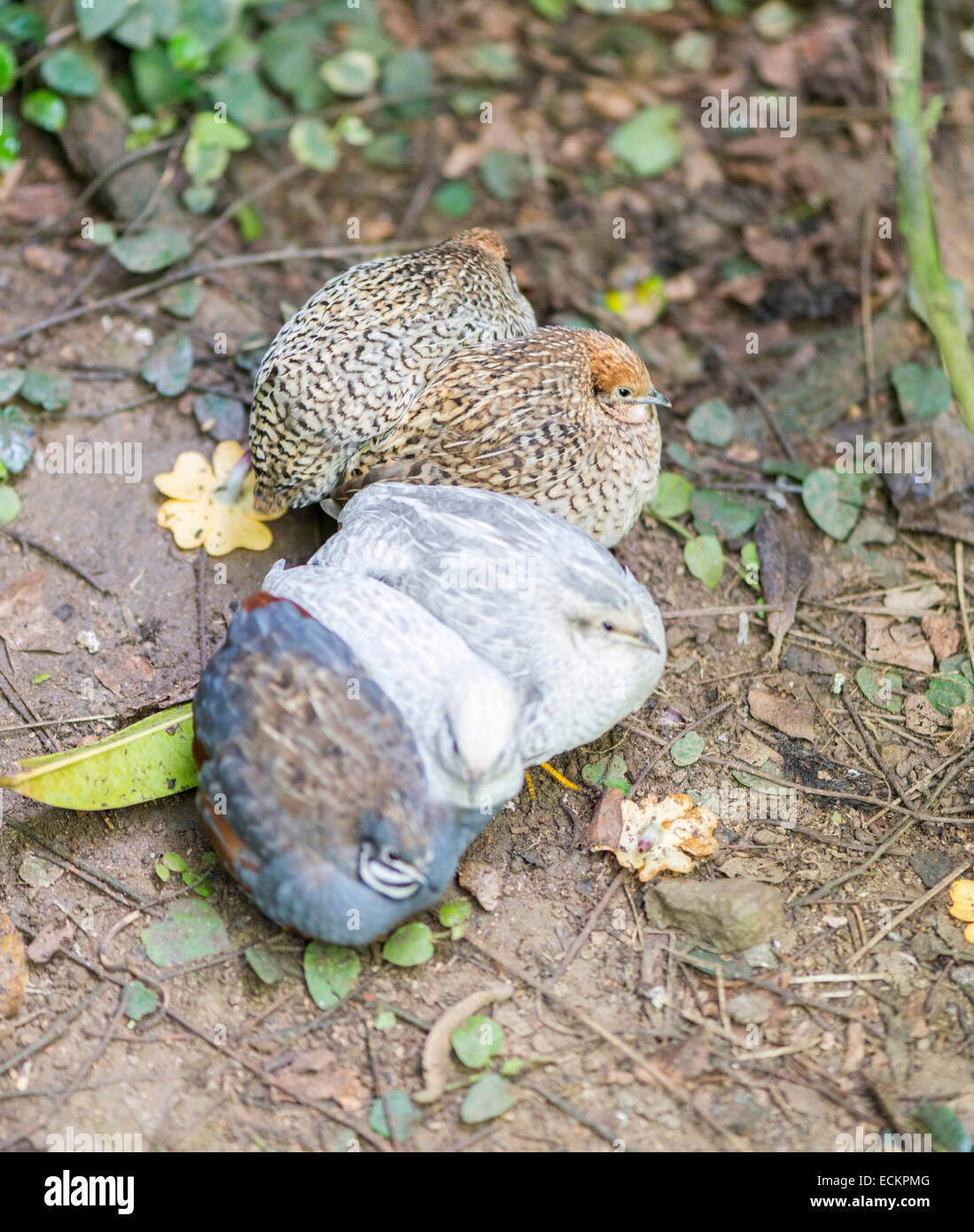 Chinese quail, chinensis excalfactoria looking for food Stock Photo - Alamy
