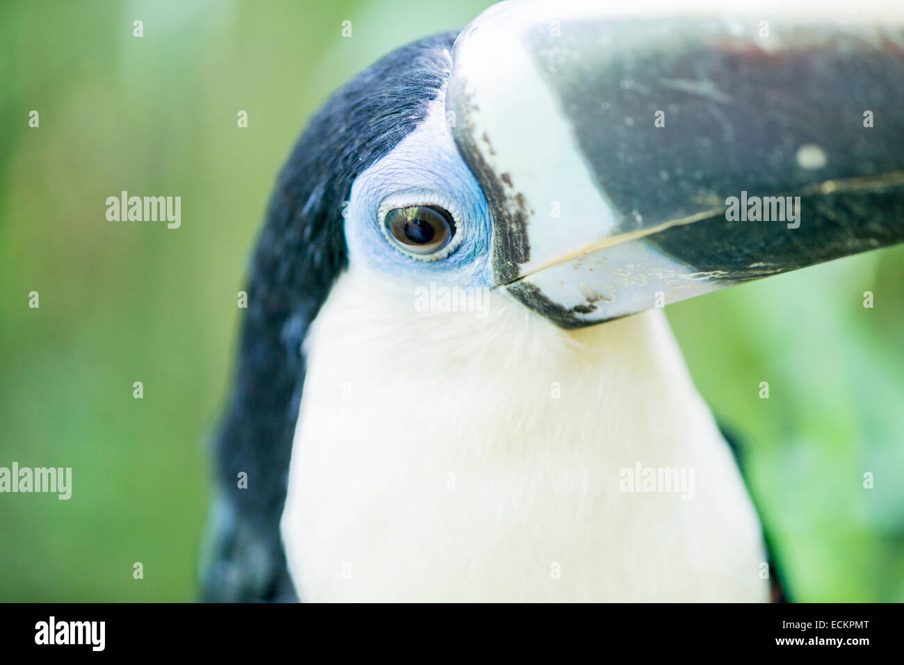 Tucanus hi-res stock photography and images - Alamy