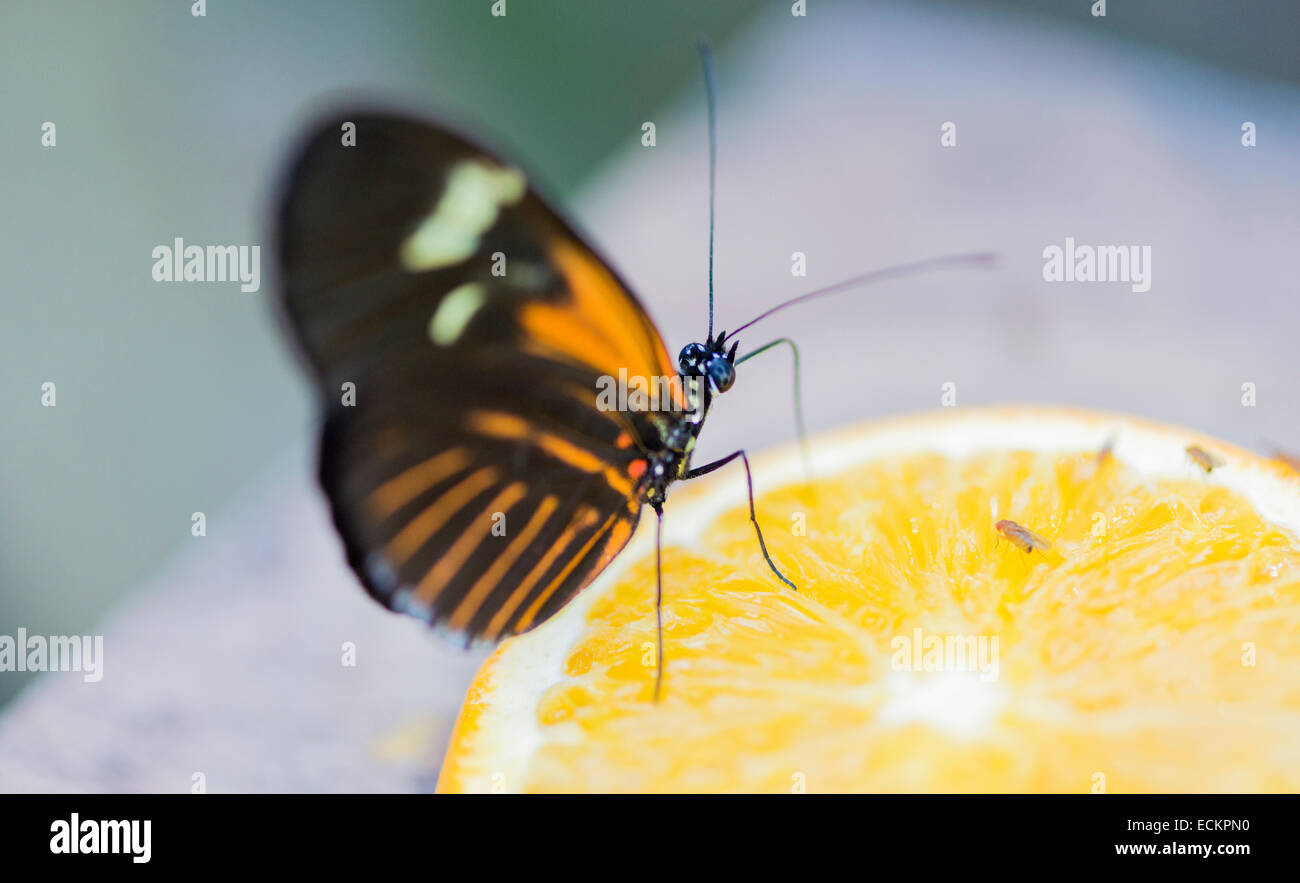 heliconius erato eating nectar Stock Photo - Alamy