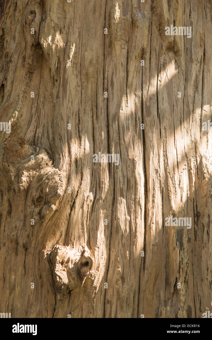 Gnarled hi-res stock photography and images - Alamy
