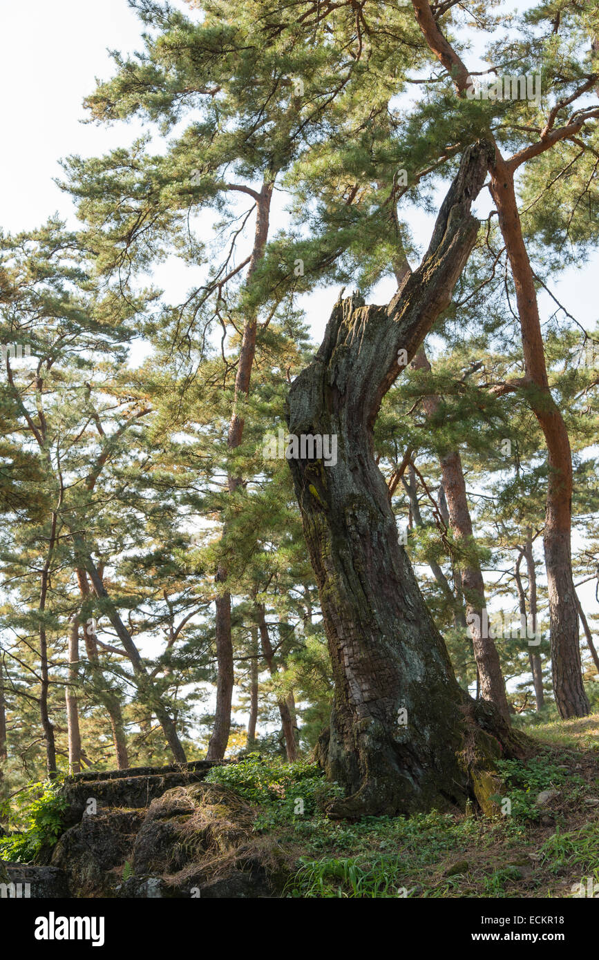 Forest dead tree hi-res stock photography and images - Alamy