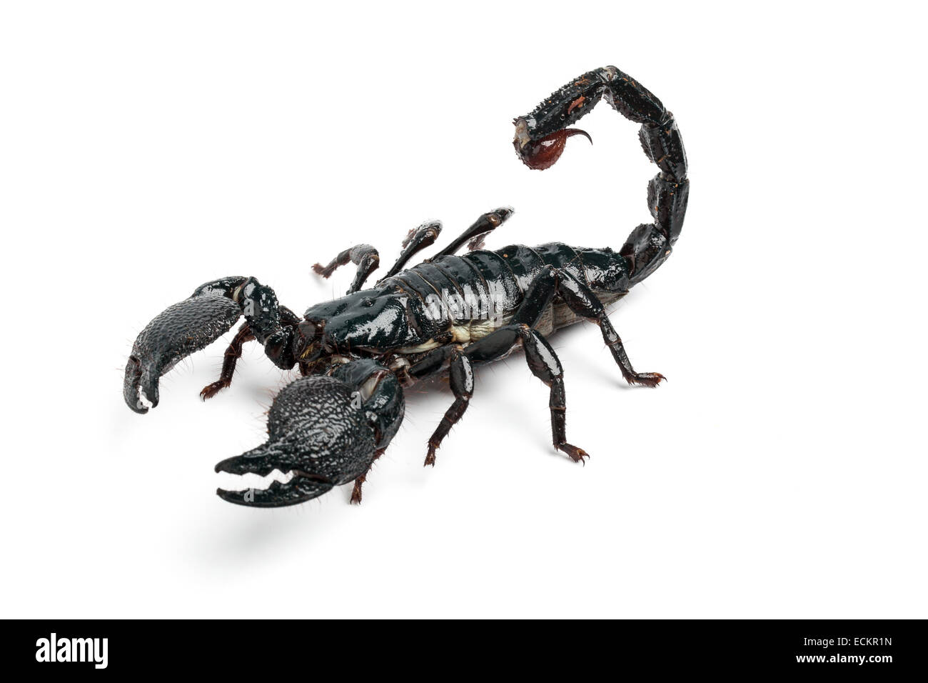 Emperor scorpion, Pandinus imperator, on white background Stock Photo ...