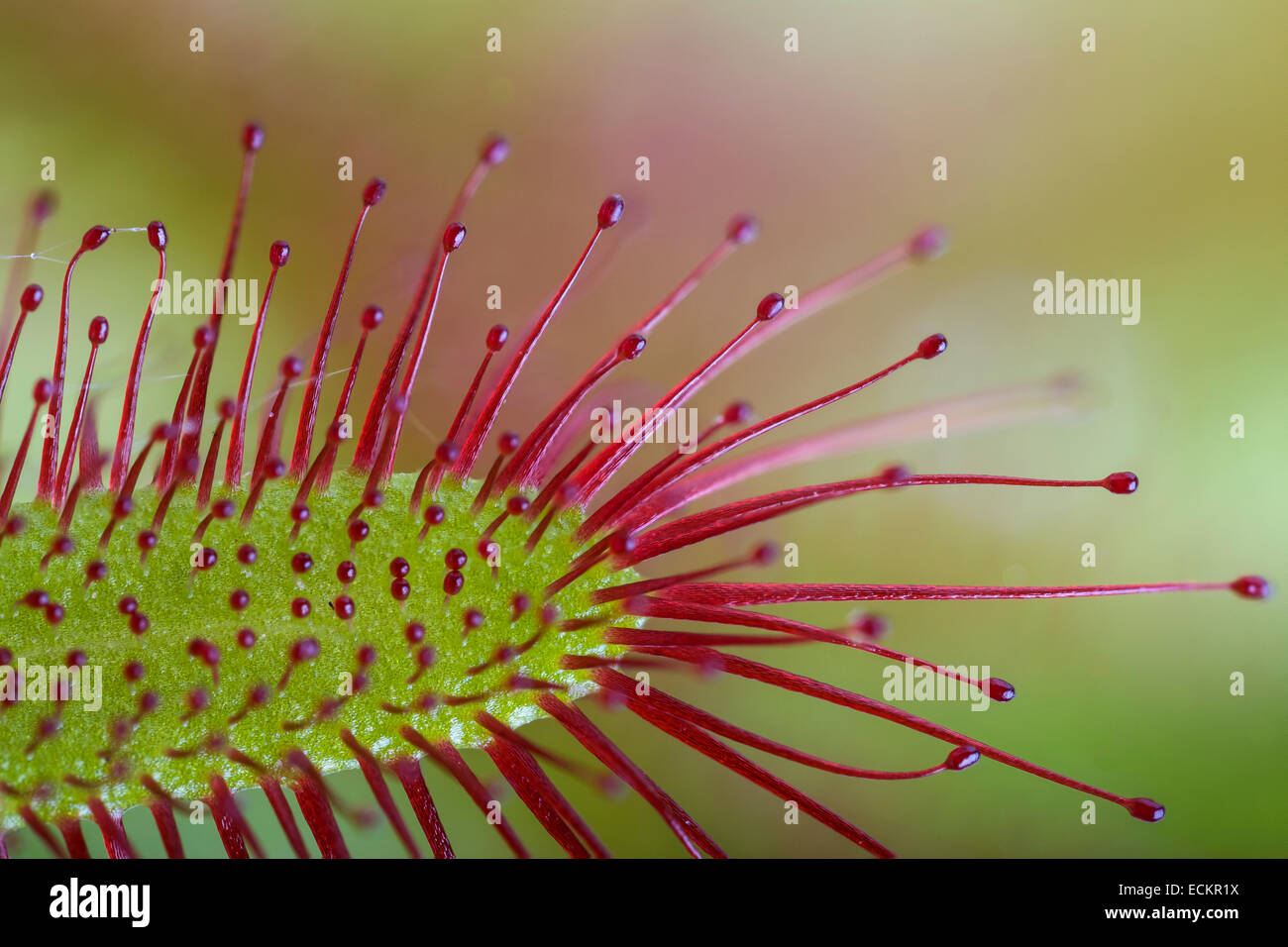 Insectivorous plant hi-res stock photography and images - Alamy