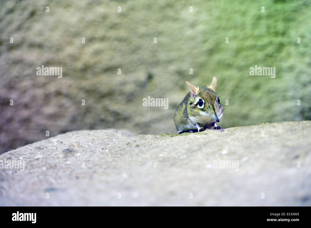 Spiny rats hi-res stock photography and images - Alamy