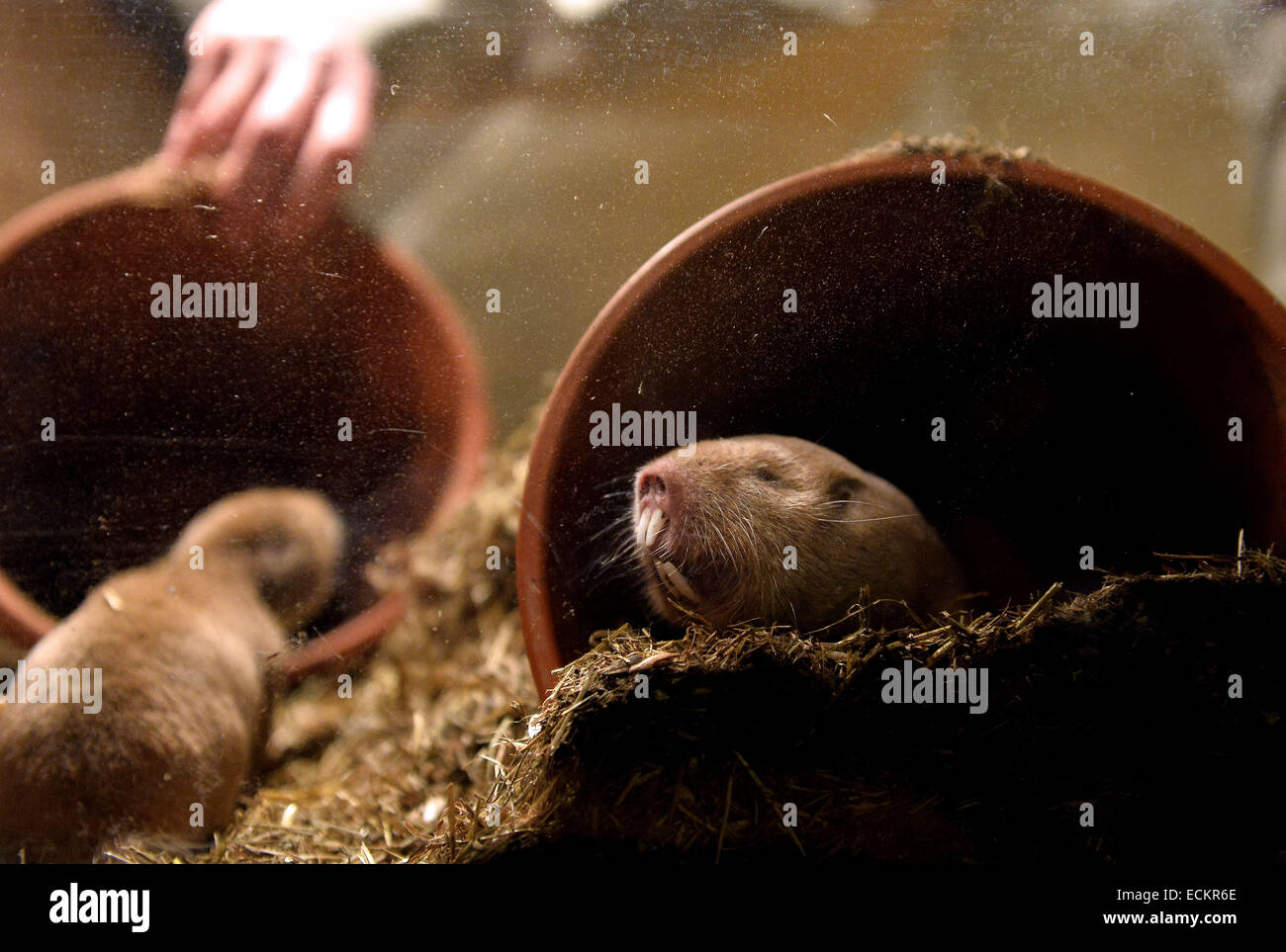 Cotton rats hi-res stock photography and images - Alamy