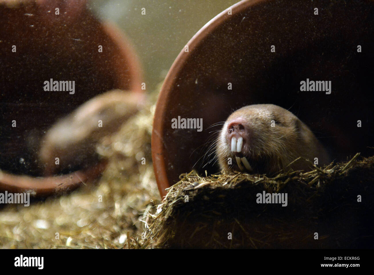 Spiny rat hi-res stock photography and images - Alamy