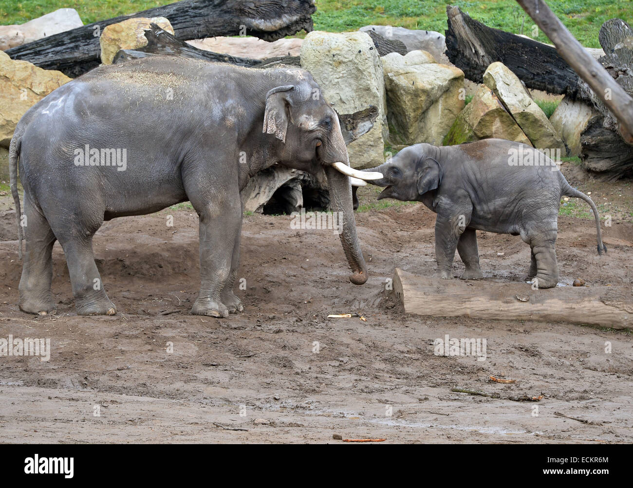 Spiny rats hi-res stock photography and images - Alamy