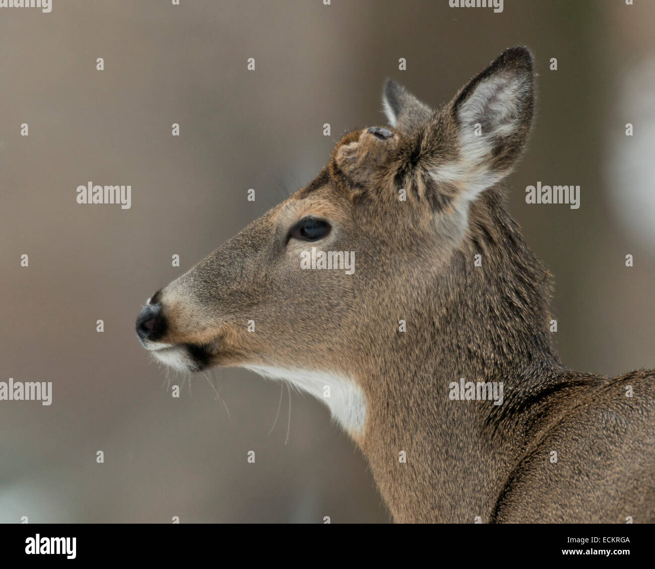 A whitetail Doe with velvet antlers Stock Photo - Alamy