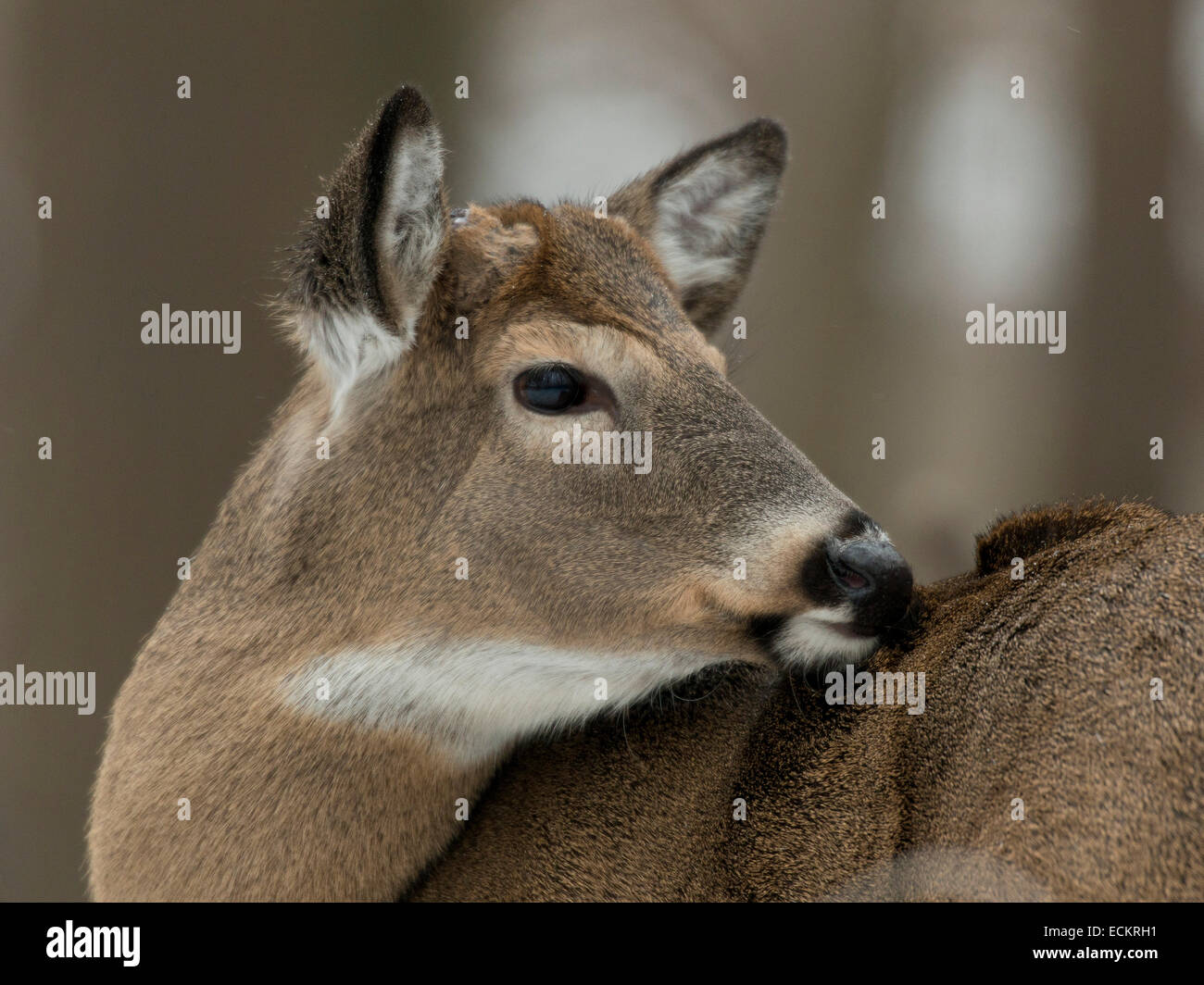 A whitetail Doe with velvet antlers Stock Photo - Alamy