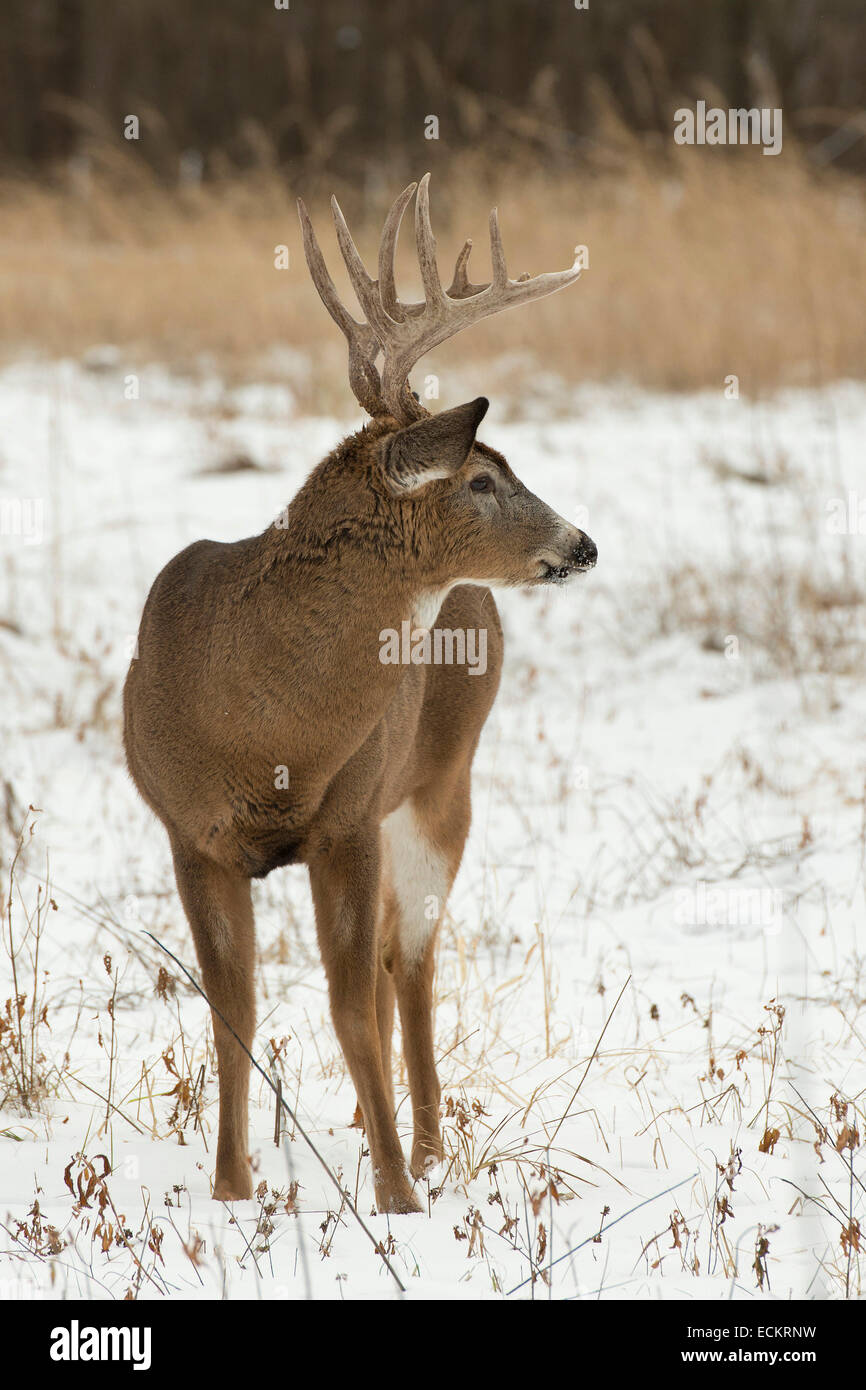 A large Whitetail Buck Stock Photo - Alamy