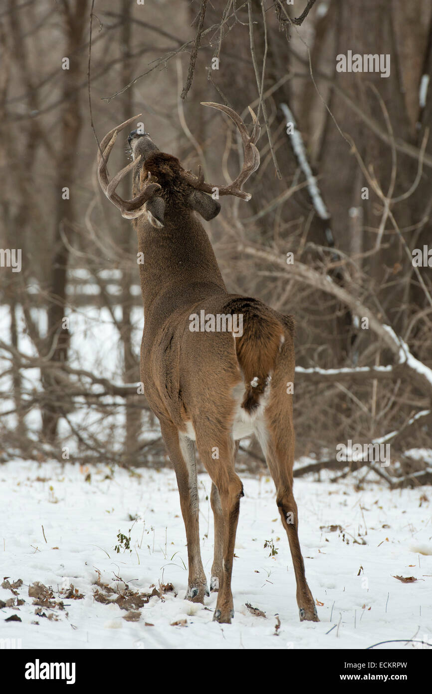 Large Whitetail Deer Stock Photo - Alamy