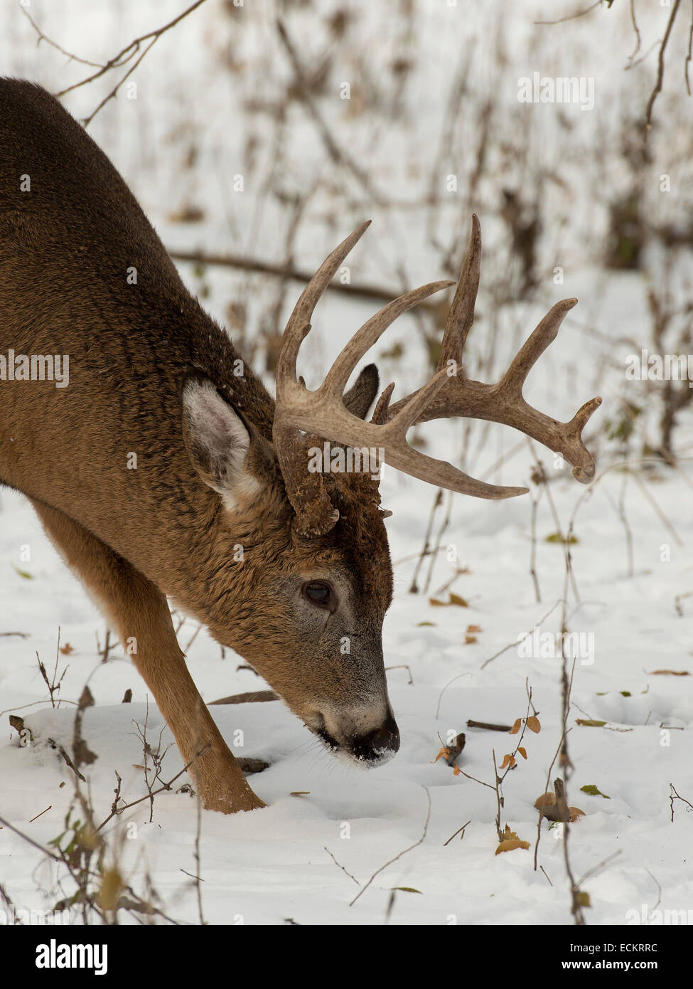 A large Whitetail Buck Stock Photo - Alamy