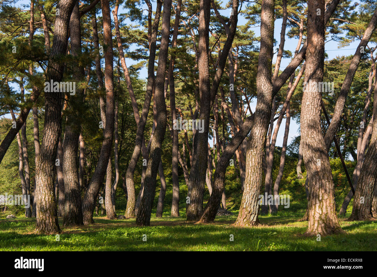 pine forest with warm sunlight in fall Stock Photo - Alamy
