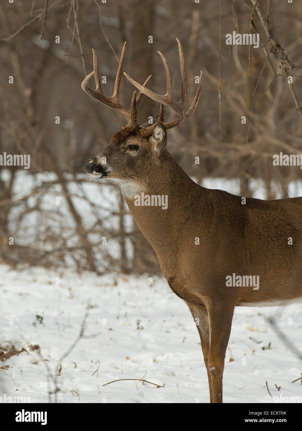 A large Whitetail Buck Stock Photo - Alamy