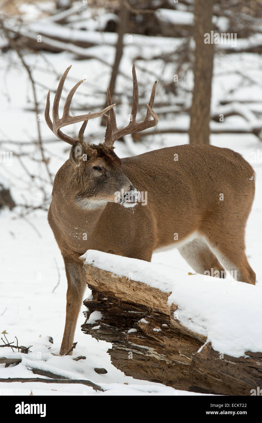 Large Whitetail Deer Stock Photo - Alamy