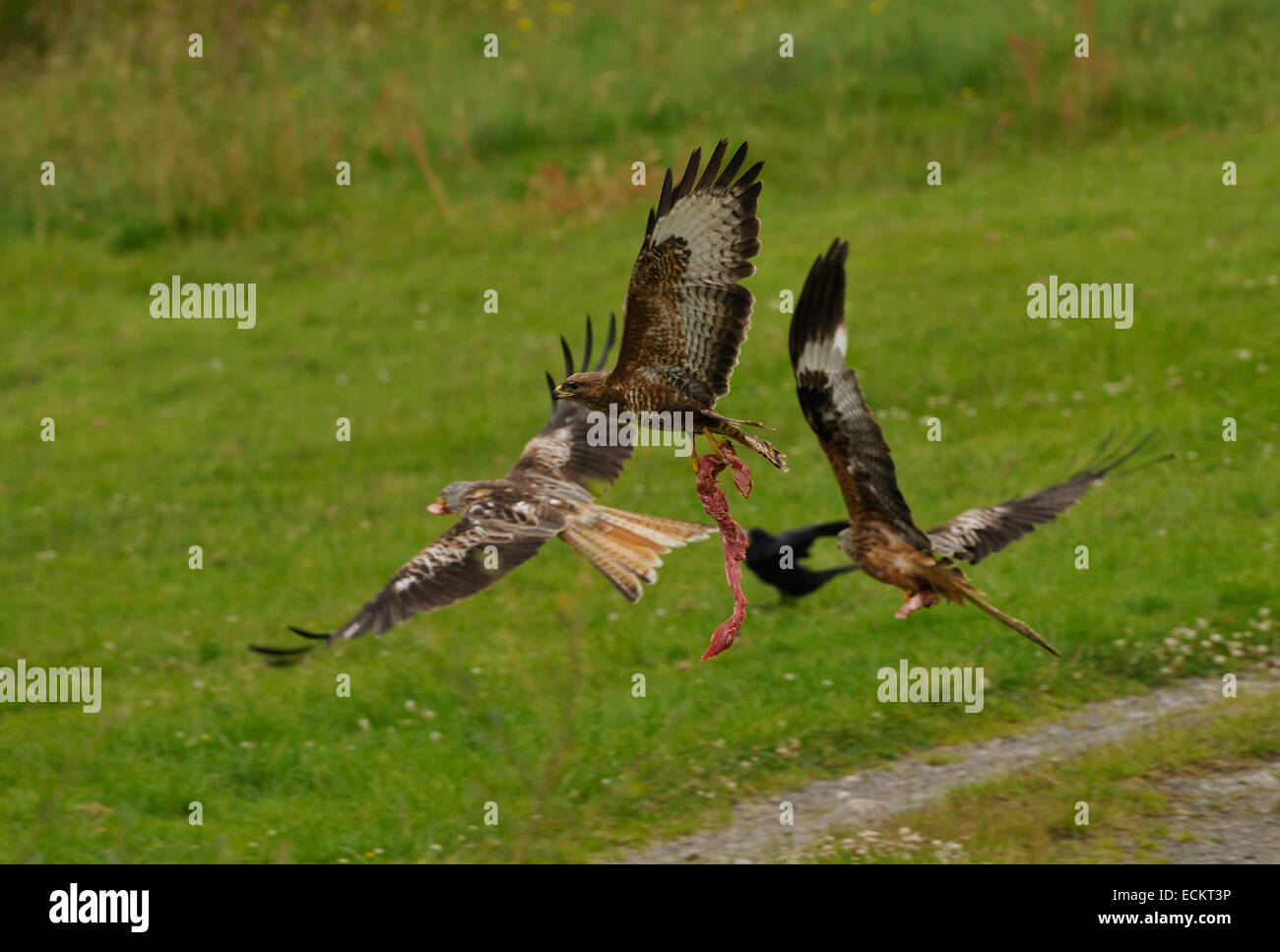 Buteo buteo common buzzard nest hi-res stock photography and images - Alamy