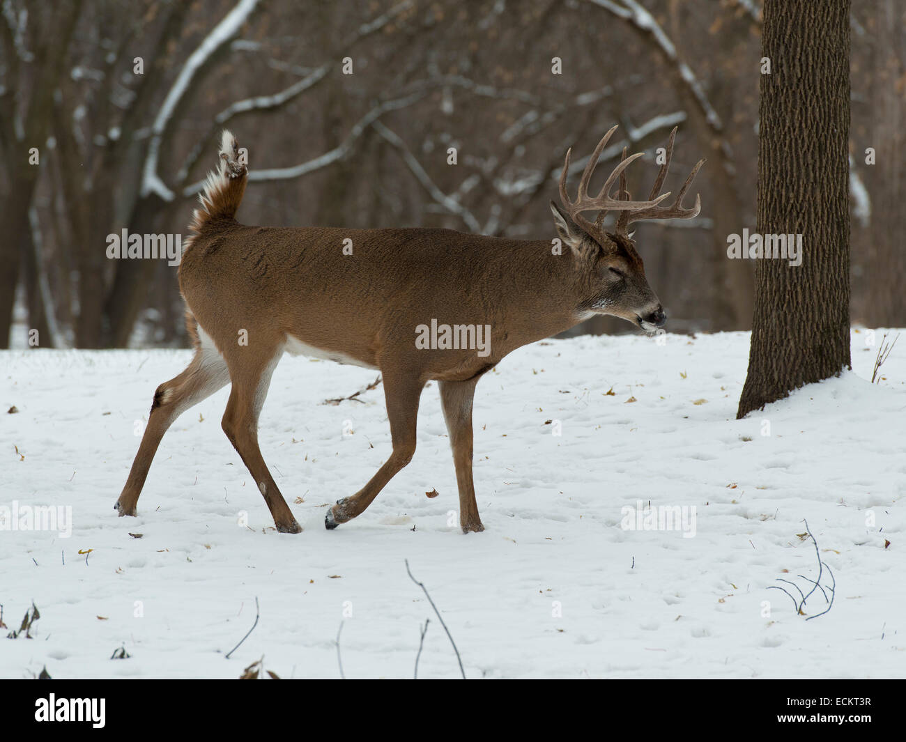 A large Whitetail Buck Stock Photo - Alamy