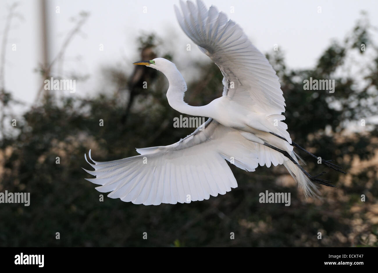 Great White Egret flying sitting in the vegetation of Gatorland near ...