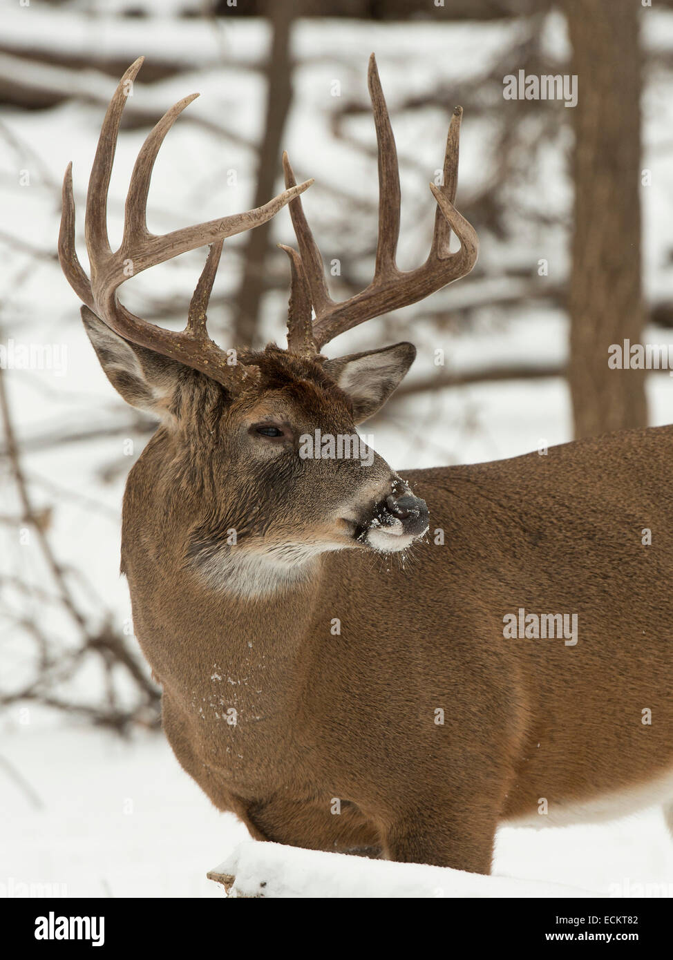 A large Whitetail Buck Stock Photo - Alamy