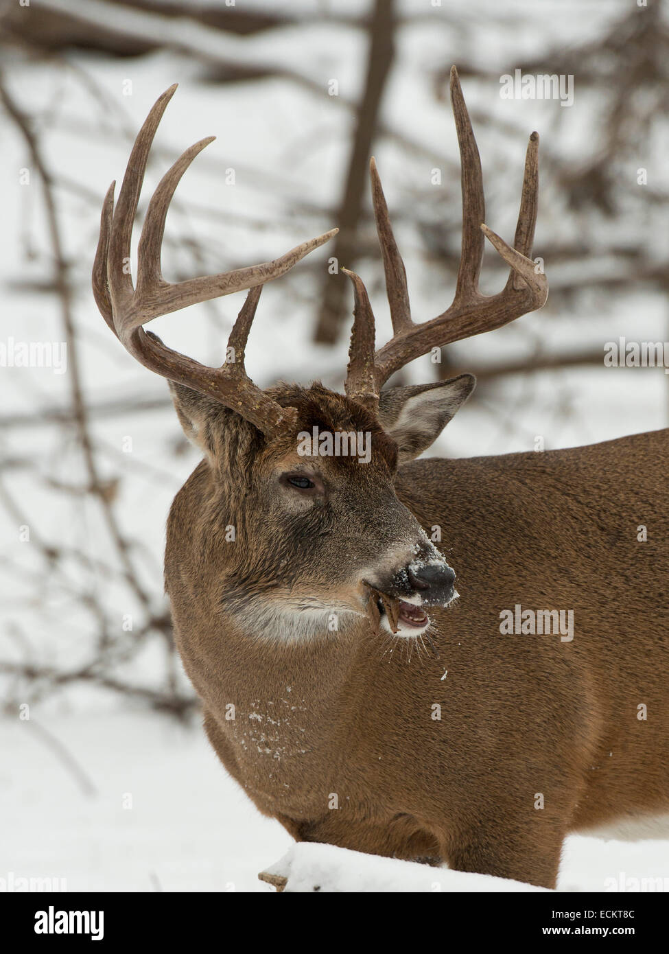 Whitetail deer buck huge hi-res stock photography and images - Alamy