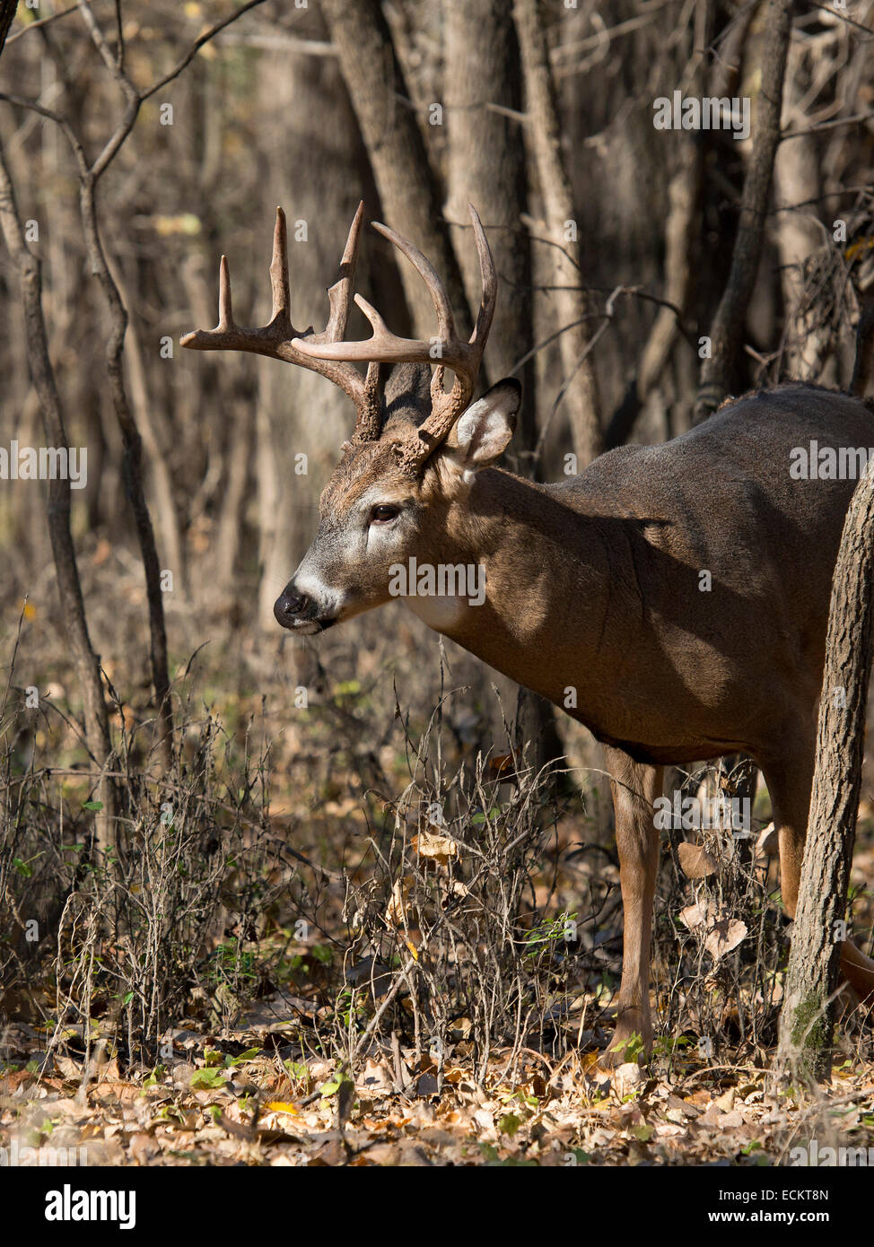 Whitetail Buck in the early fall Stock Photo - Alamy
