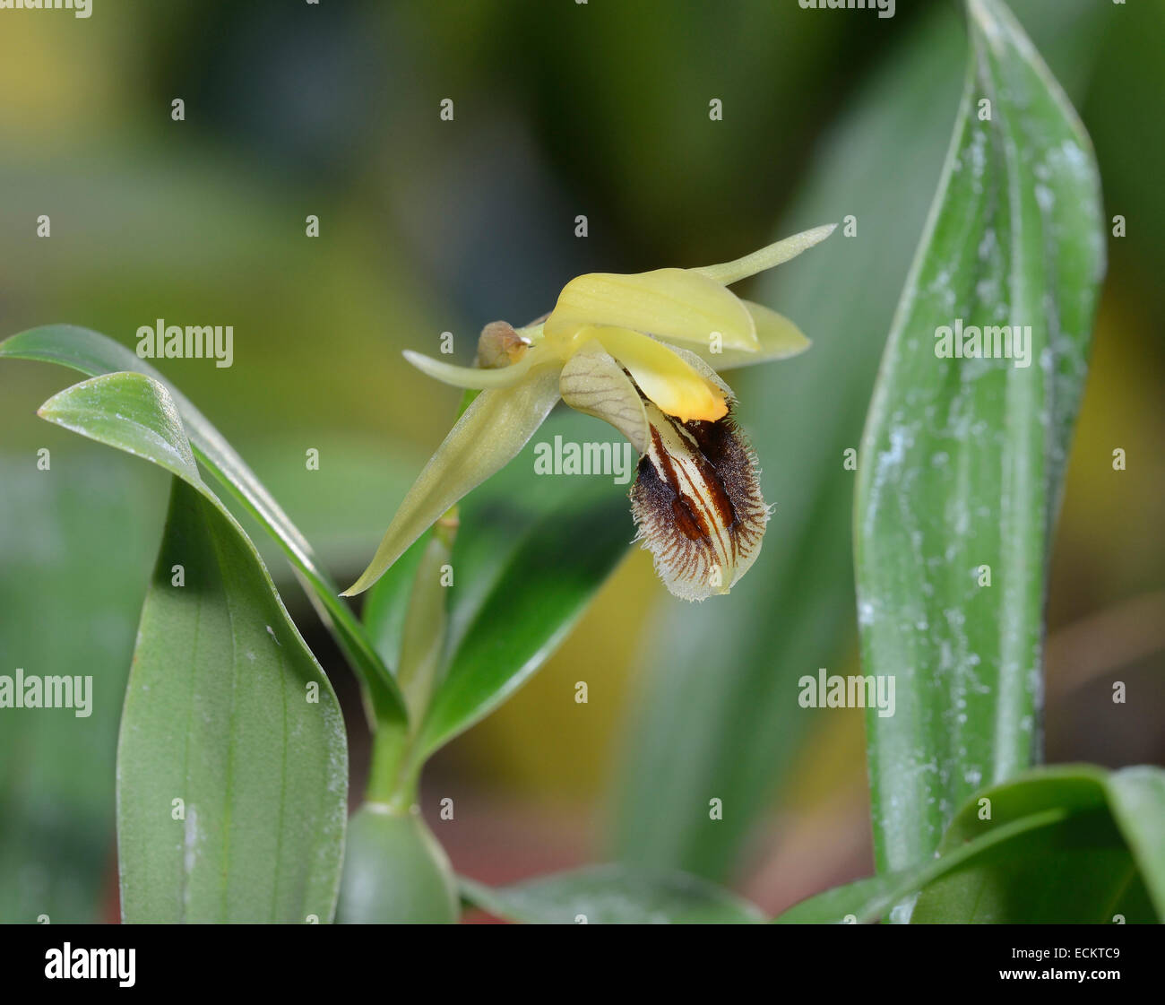 Ocher Yellow Coelogyne Orchid - Coelogyne fuscescens From Nepal, India ...