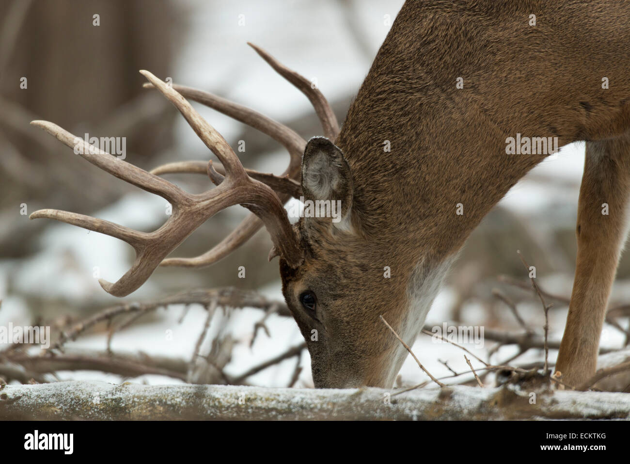 A large Whitetail Buck Stock Photo - Alamy