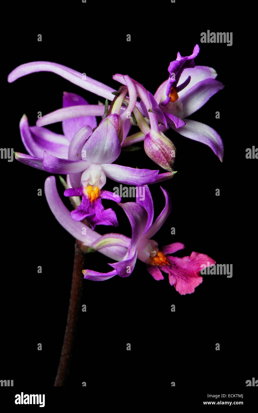 Purple ground orchid, Calanthe madagascariensis, native specie ...